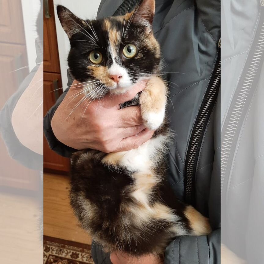 Коты и кошка в добрые руки