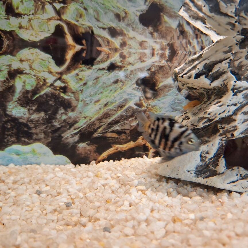 Рыбка синий попугай