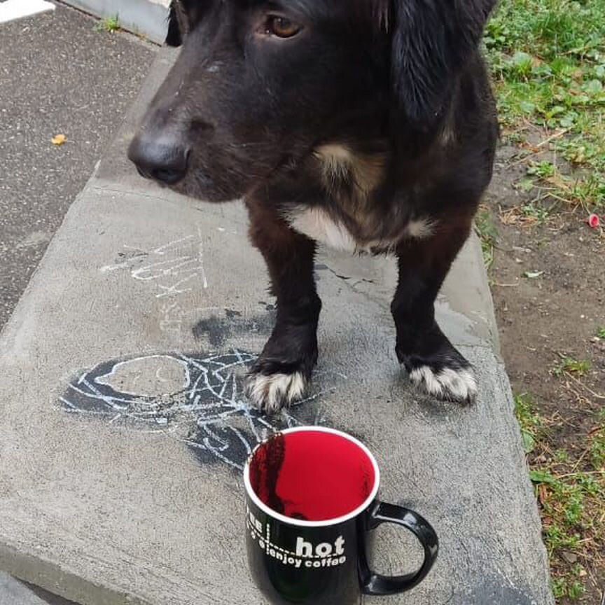 Отдам в добрые руки