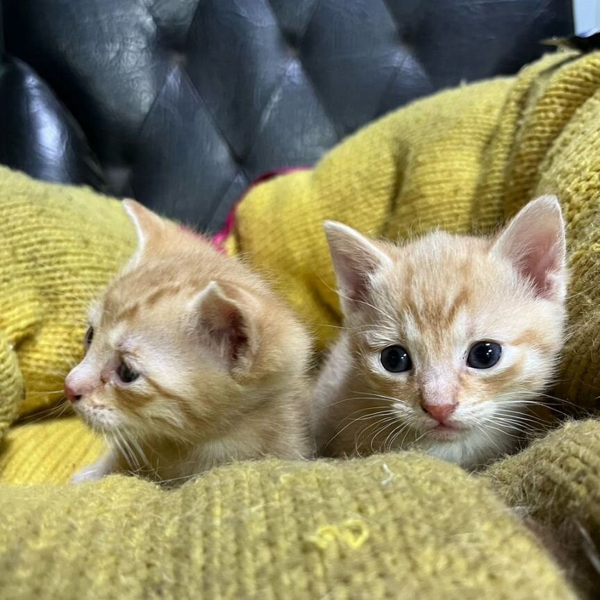Котята в добрые руки бронь до понедельника