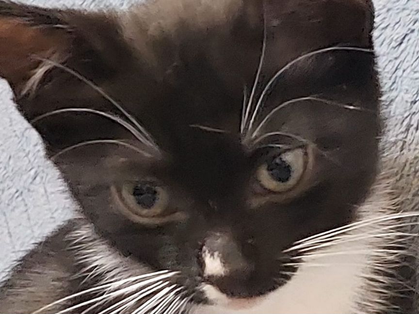 Симпатичный котёнок