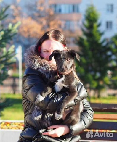 Нюта, 3 месяца, в дар в добрые руки