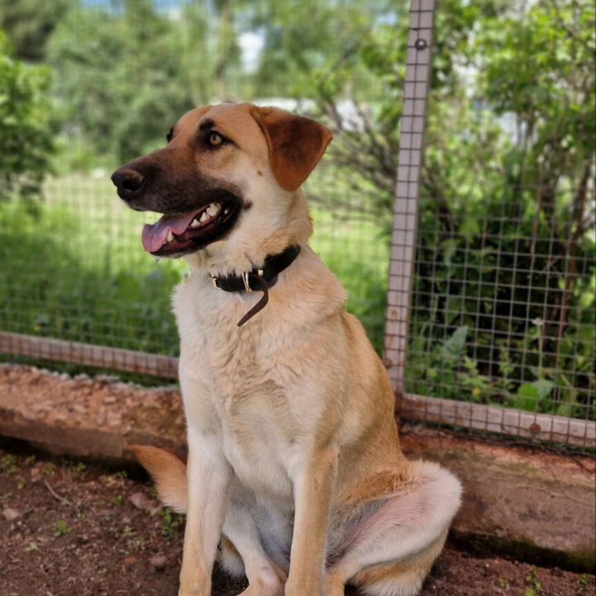 Собака Марта