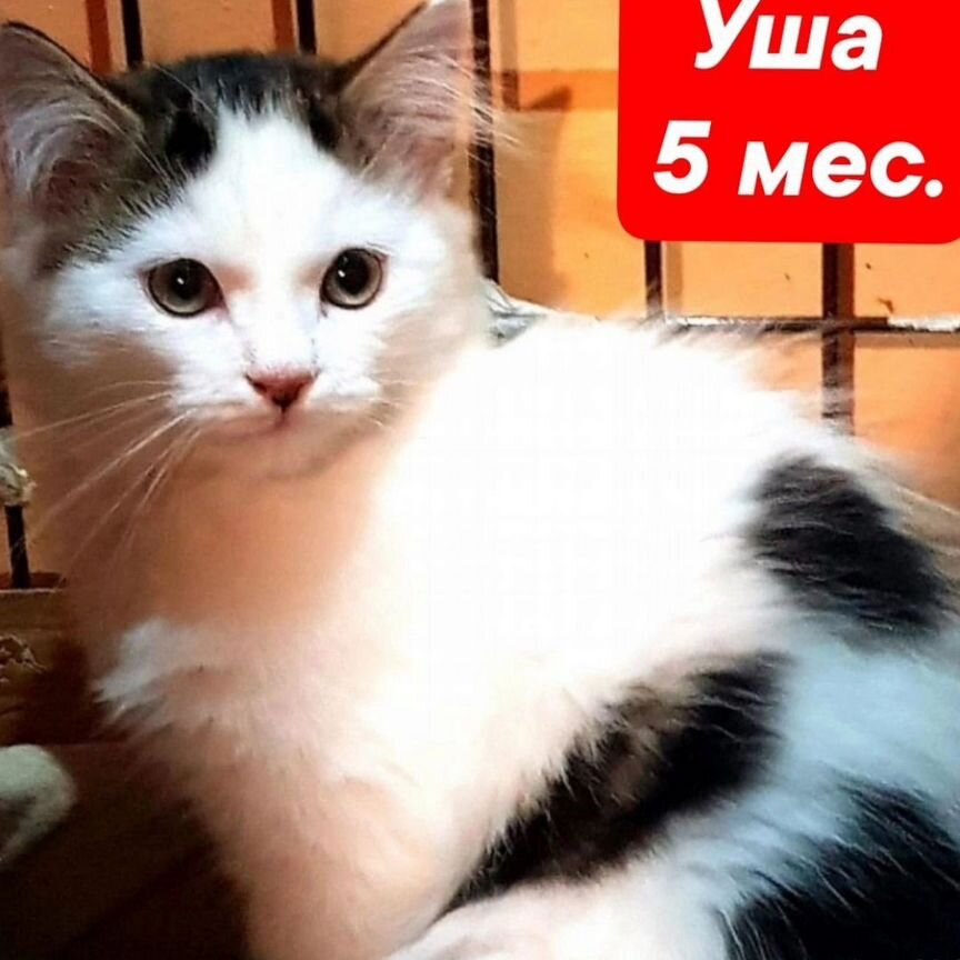 Каждому котику нужен человек