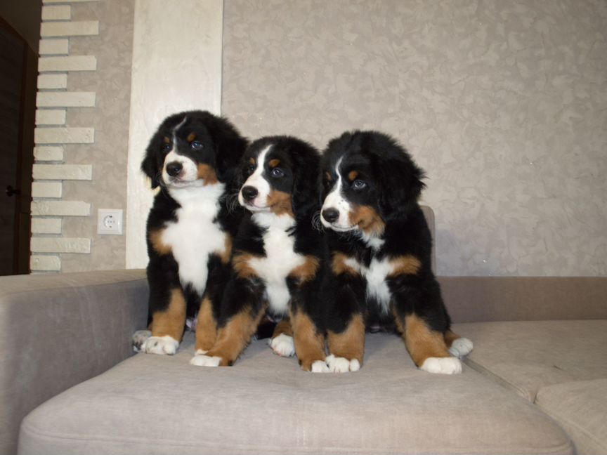 Щенки Бернского Зененнхунда