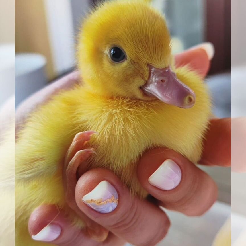 Мускусные утята тяжелой линии