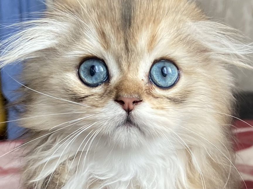 Шотландский котик Огонек