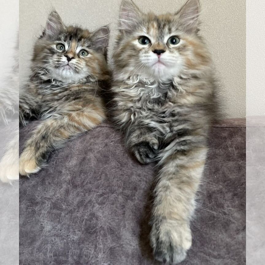 Сибирский котёнок