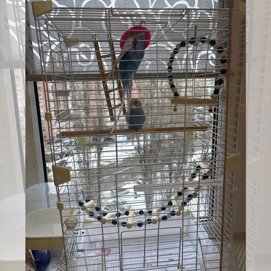 Попугай (самка) с высокой клеткой (63х37х28)