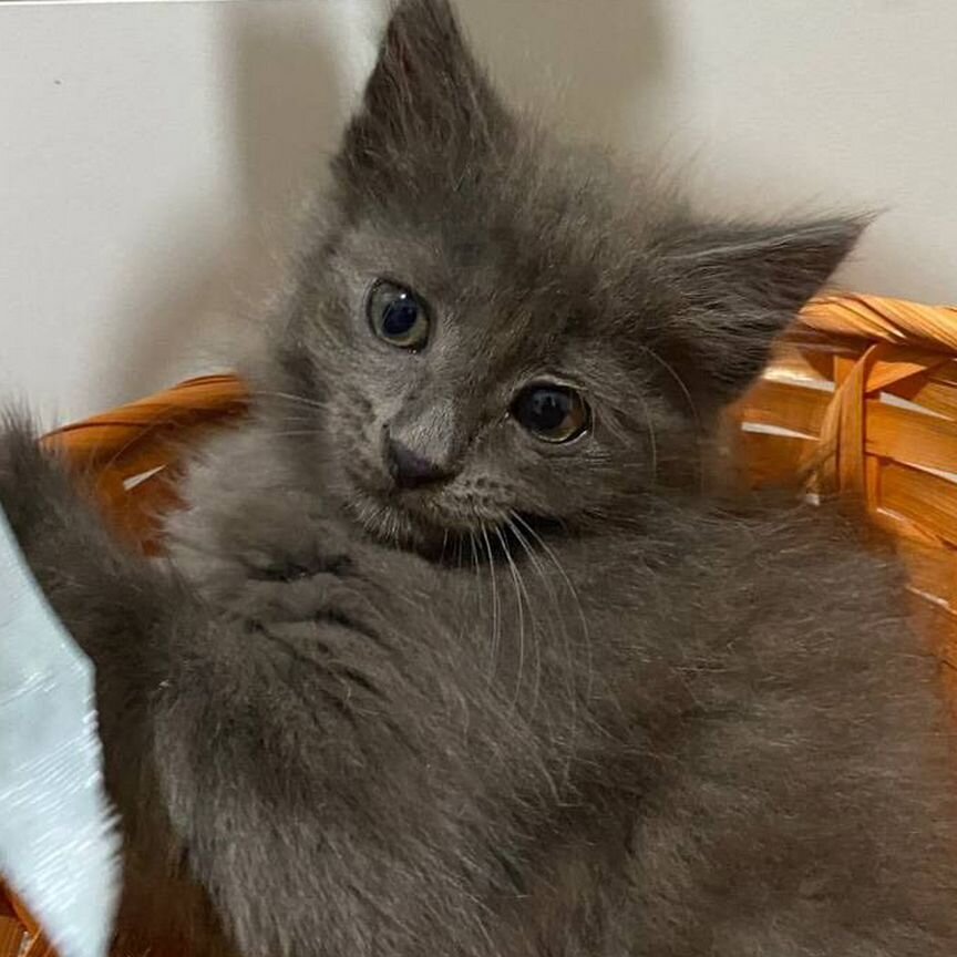 Отдам добрых и милых котят