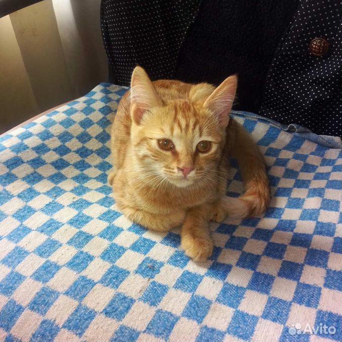 Ищем хозяина котёнку