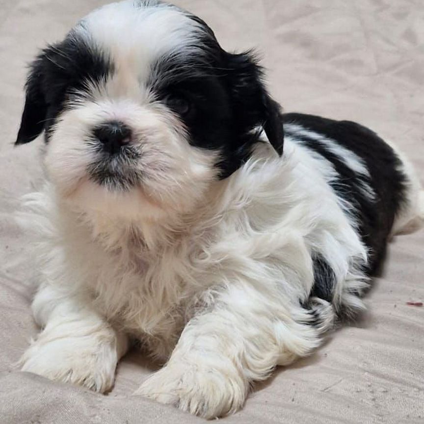 Ши-тцу, щенок