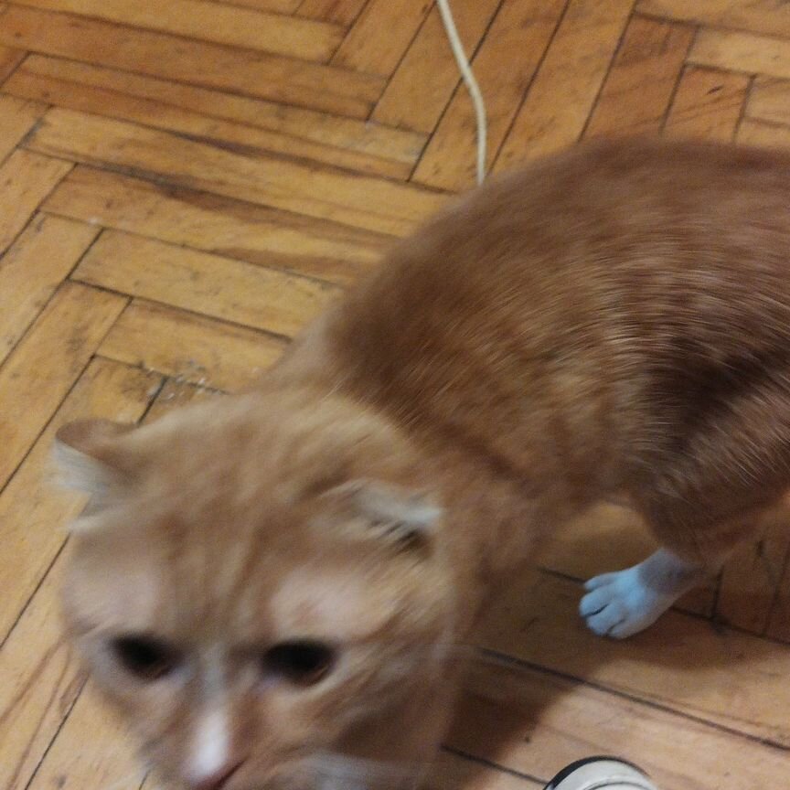 Британский вислоухий кот