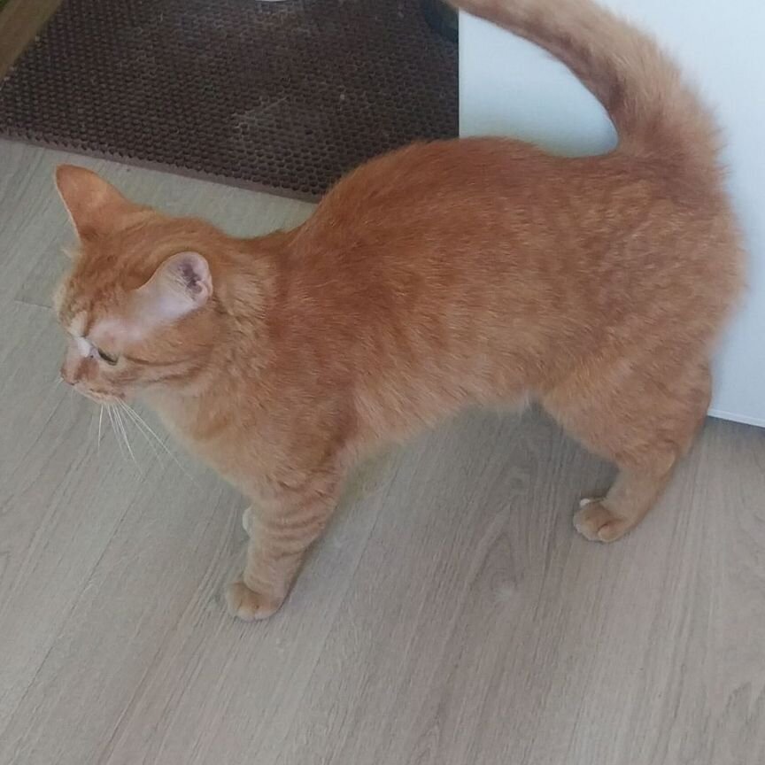 Отдам кота в добрые руки бесплатно