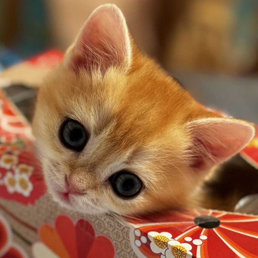 Британский короткошёрстный котёнок