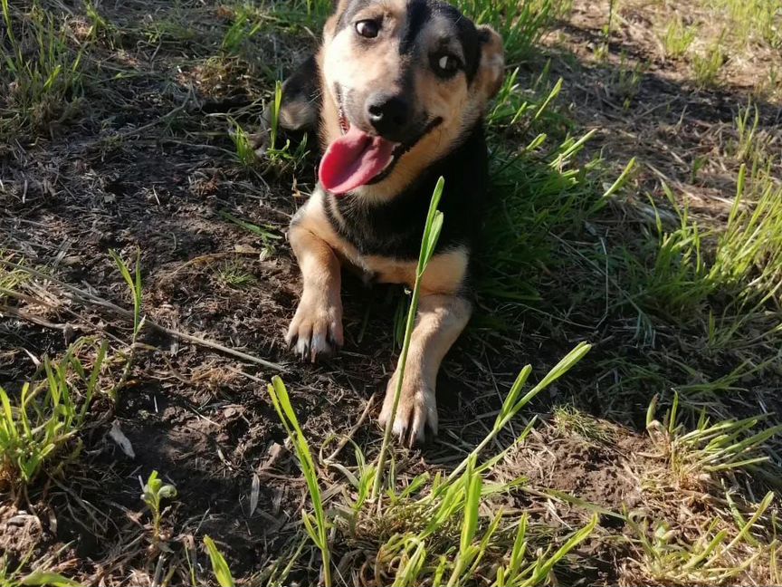 Шайна ищет хозяина С добрым сердцем