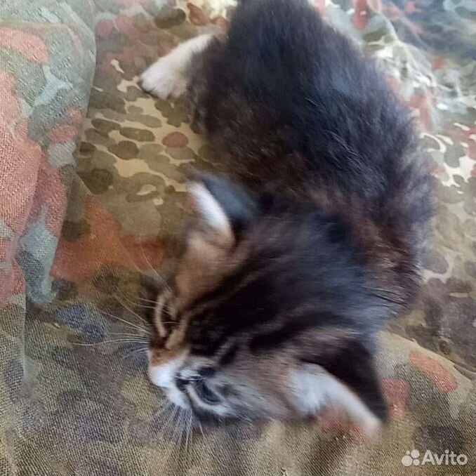 Котята в добрые руки, порода-сибирь