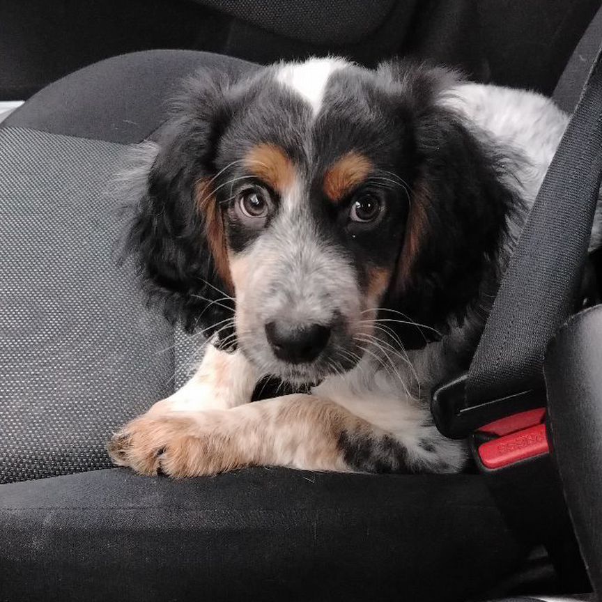 Русский охотничий спаниель, щенок