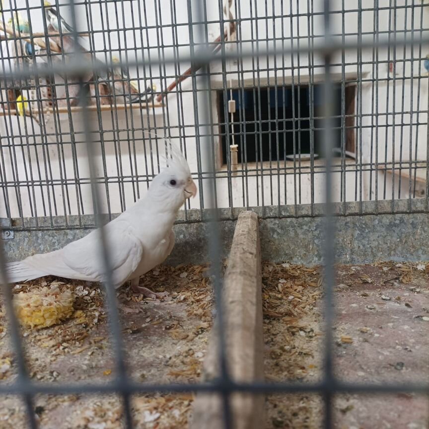 Попугай корелла