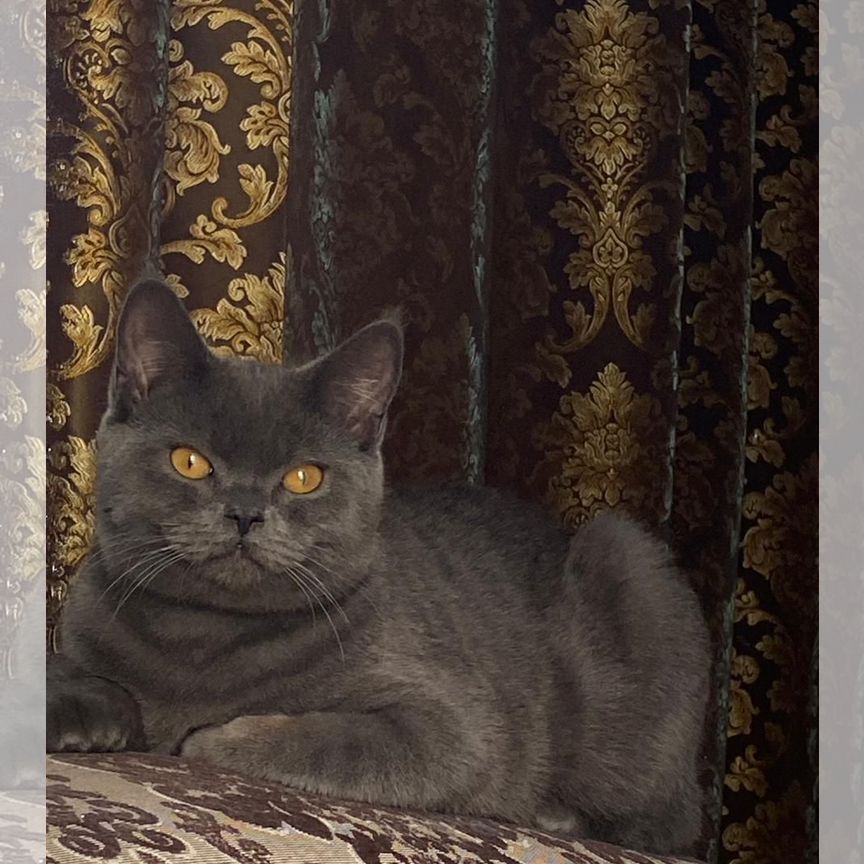 Британский кот для вязки