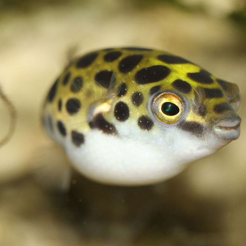 Тетрадон зелёный рыбки - Green spotted puffer fish