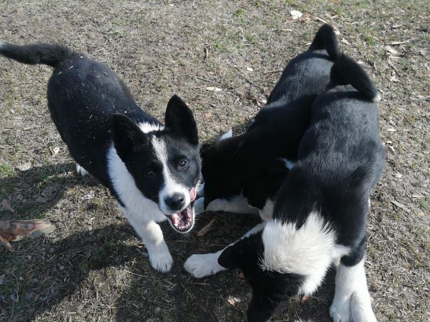 Щенки лайки 4 месяца