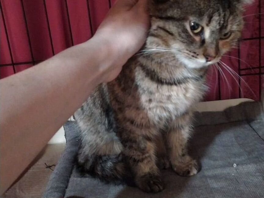 Кошечка миниатюрная