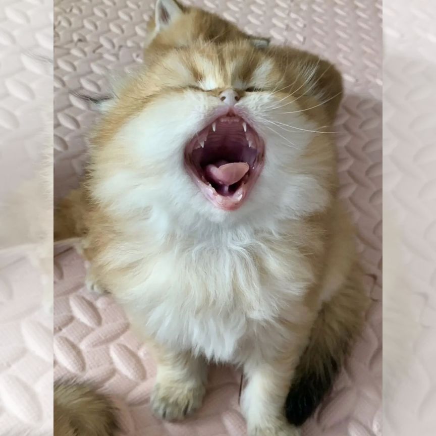 Британский короткошёрстный котёнок