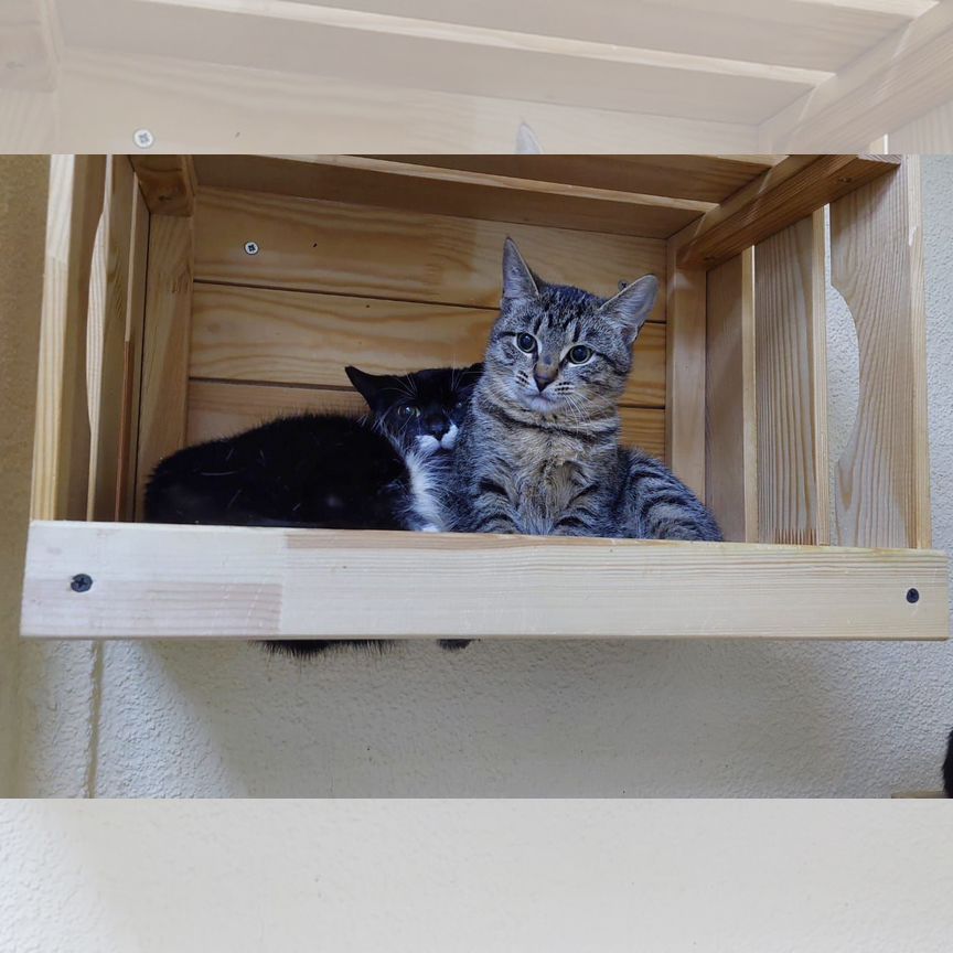 Котики из приюта бесплатно