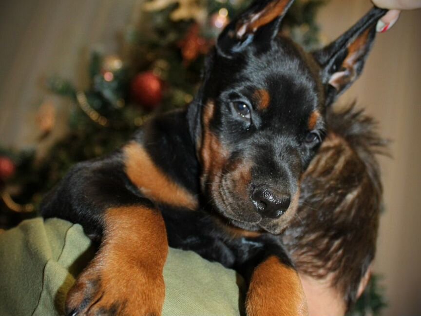 Красивая девочка добермана