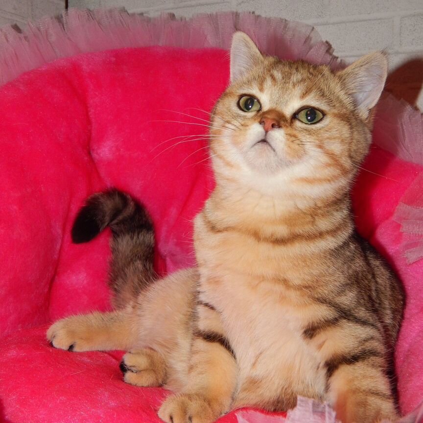 Шотландские котята