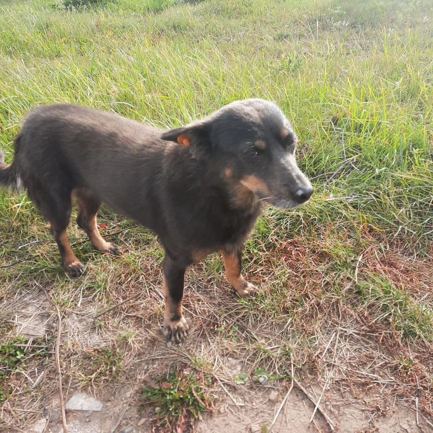 Маленькая собачка в добрые руки