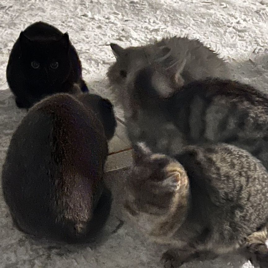 Котята в добрые руки мальчики