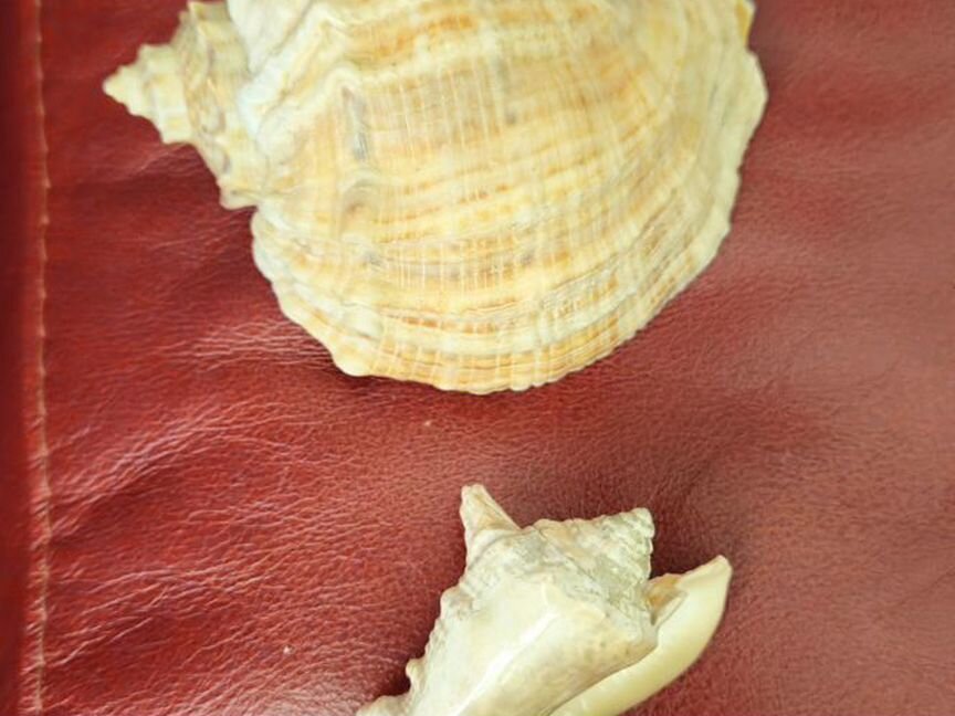 Продаю набор морских раковин