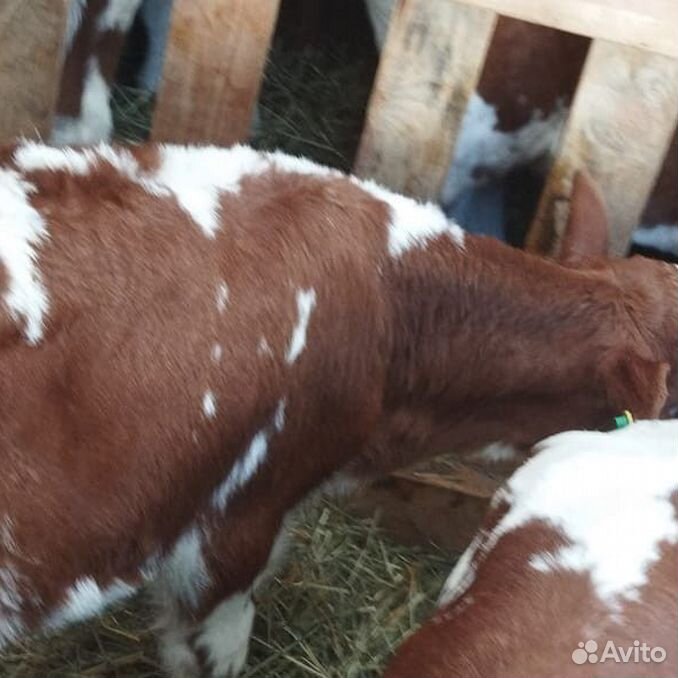 Телята бычки тёлки доставка бесплатно