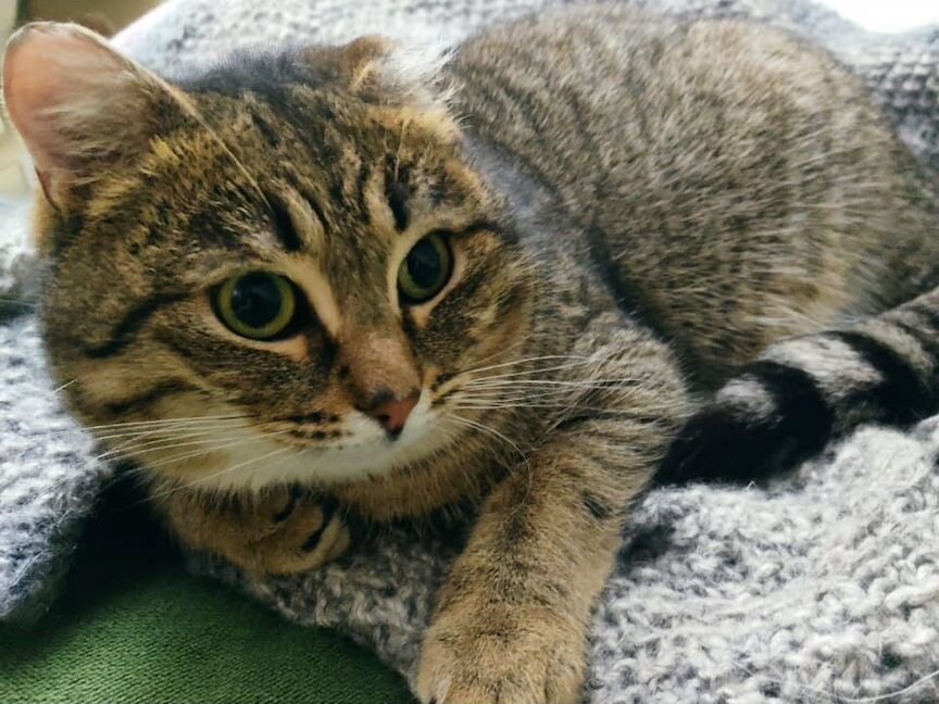 Кот молодой в добрые руки