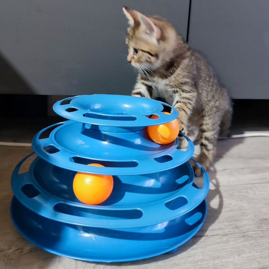 Шотландский прямоухий короткошёрстный котёнок