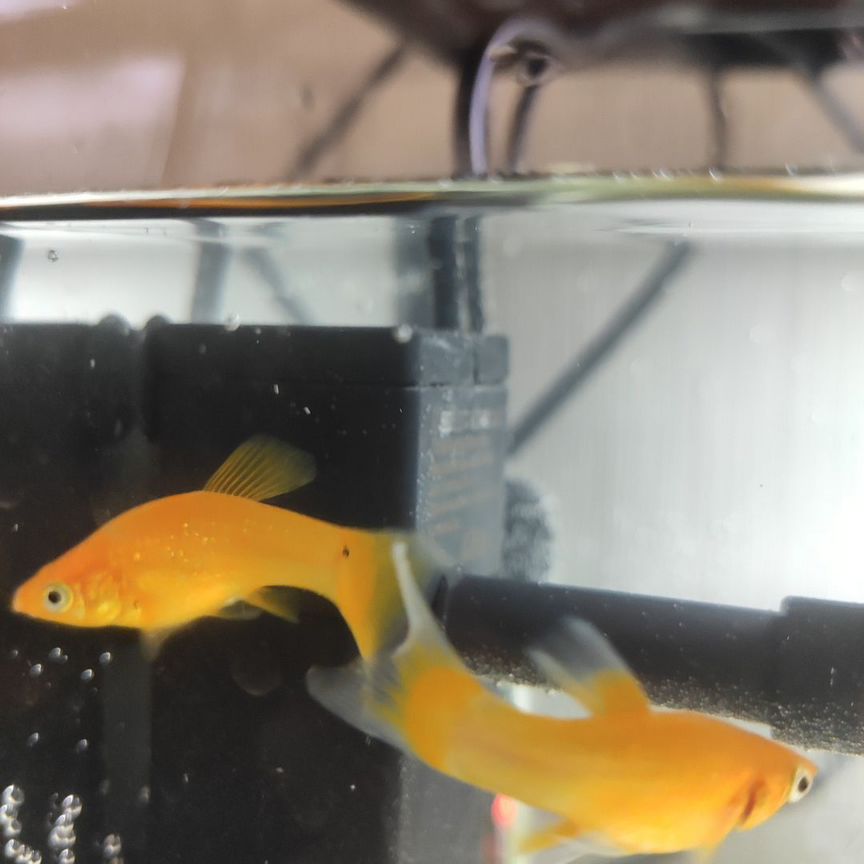 Моллинезия лира 2 шт