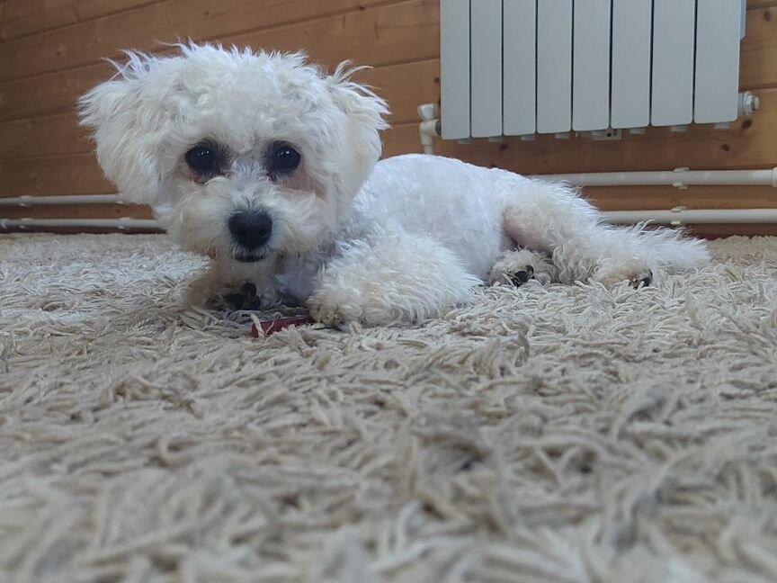 Щенки бишон фризе