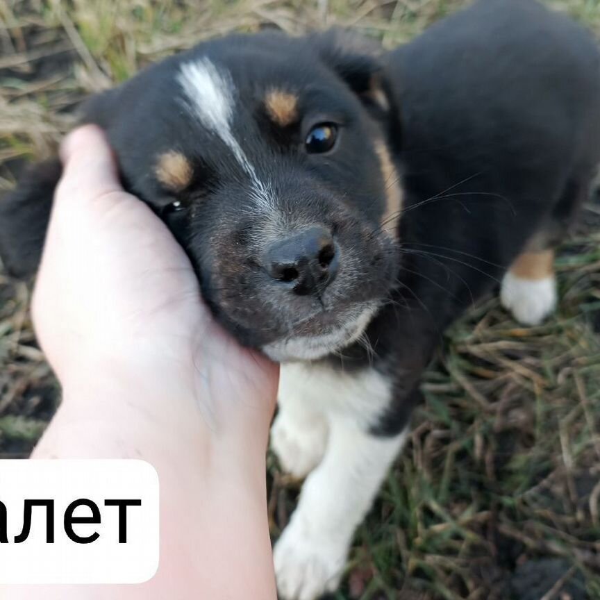 Щенки ищут дом