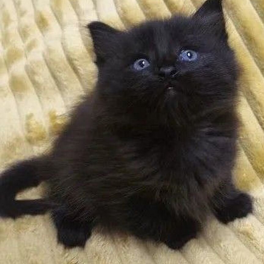 Сибирский котёнок