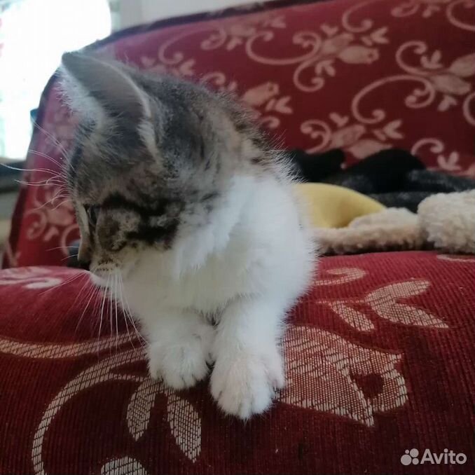 Отдам бесплатно 2 месяцев. Девочка имя Мур мур