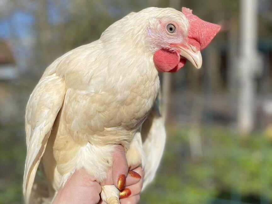 Молодые петушки