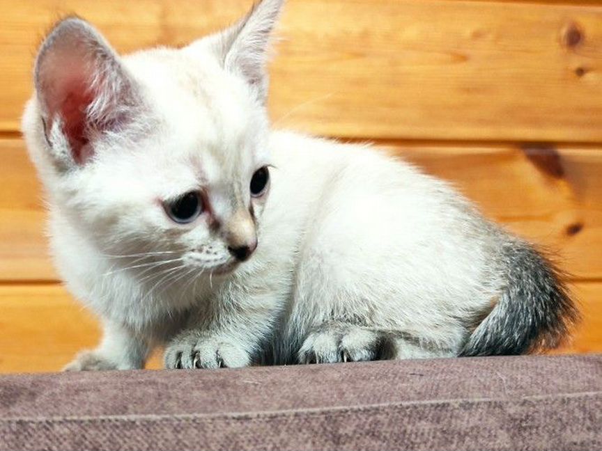 Тайские котята, девочки