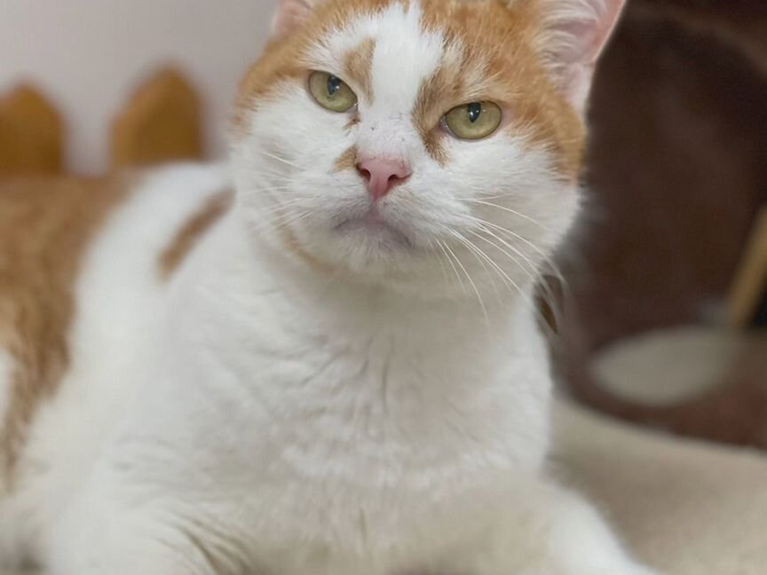 Кот Багет ищет дом