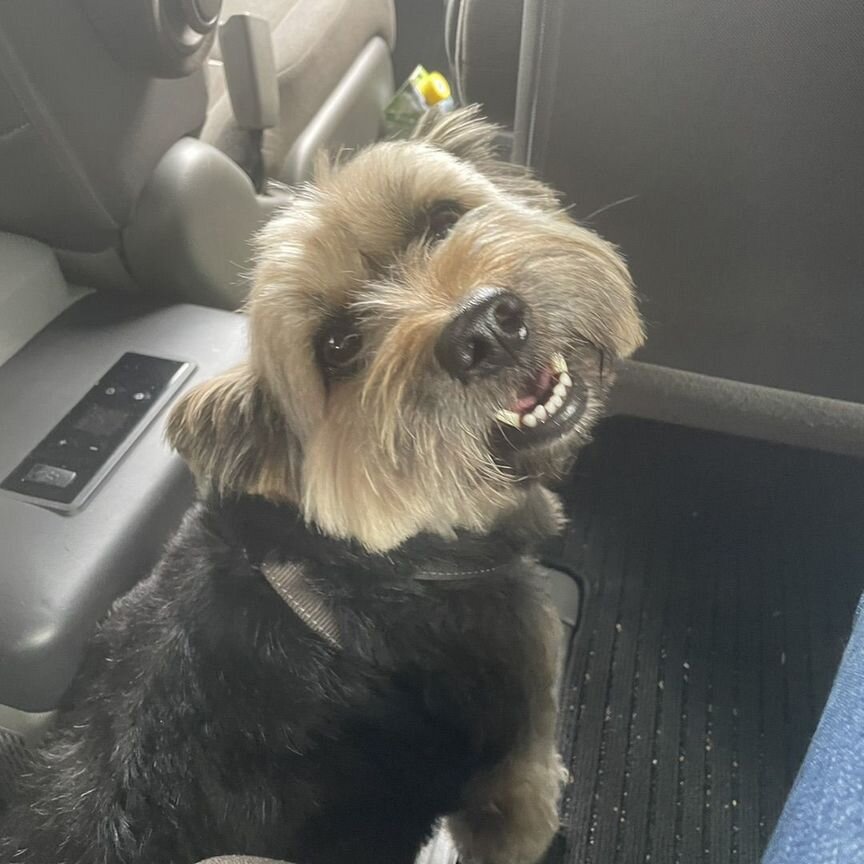 Метис йорка и таксы в добрые руки