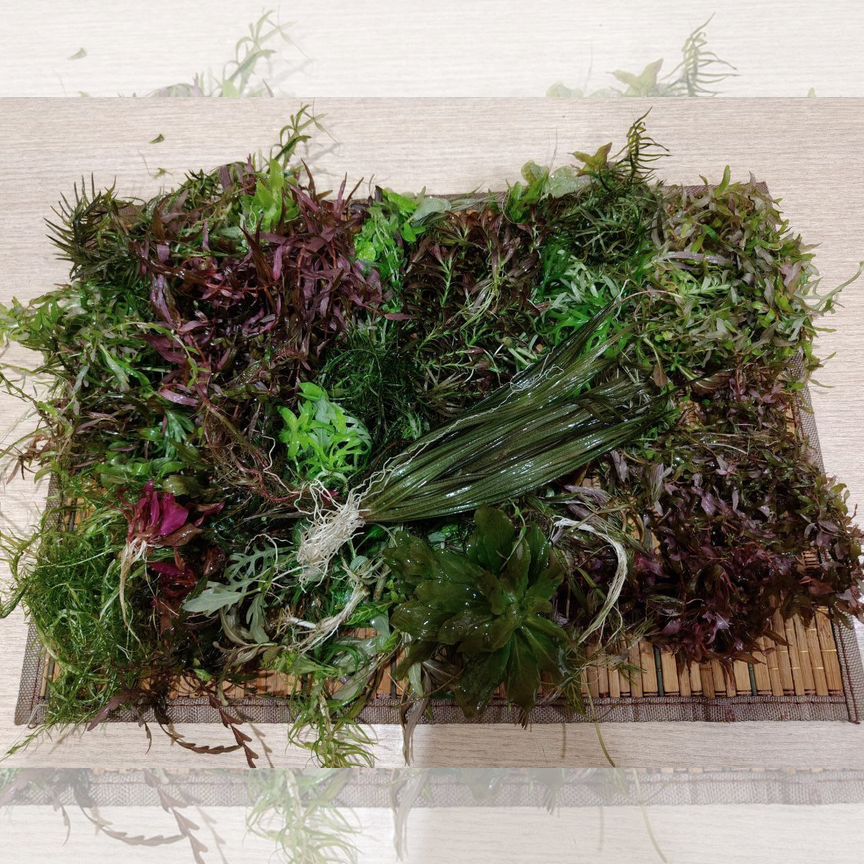 Аквариумные растения, прополка