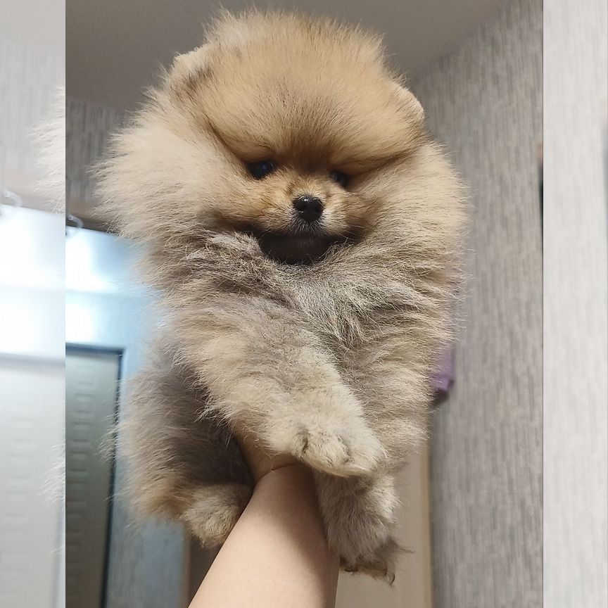 Померанский шпиц, щенок