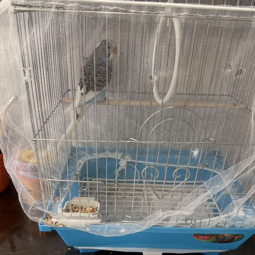 Волнистый попугай