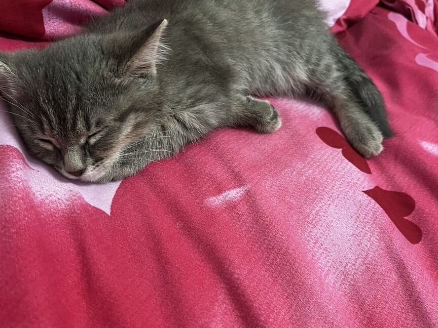 Отдам котенка в добрые руки